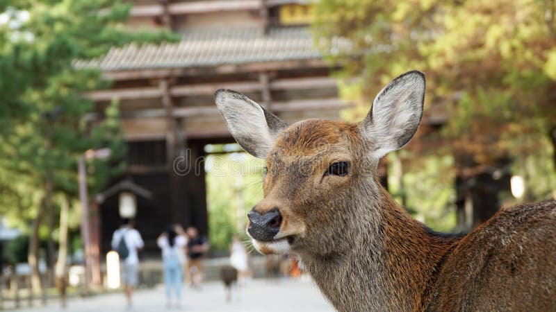 Deer in Nara Park, Japan stock photo. Image of mammal - 296686106
