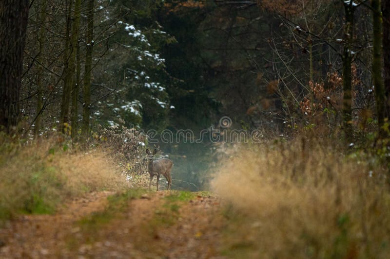 Deer in a Narrow Path between Trees Stock Image - Image of alley, deer ...
