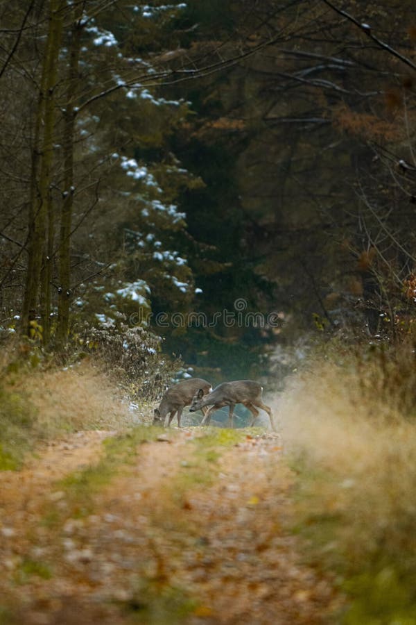 Deer in a Narrow Path between Trees Stock Photo - Image of season ...