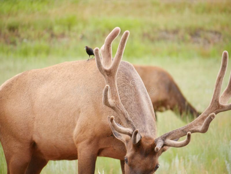 Deer in National Park stock photo. Image of banff, moose - 92934786