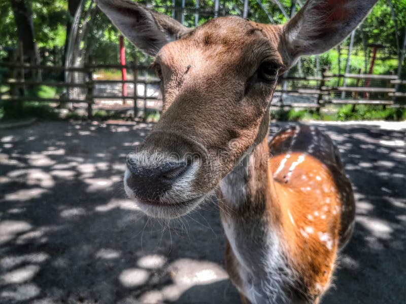 Deer Nature Contact stock image. Image of grazing, animal - 185117201