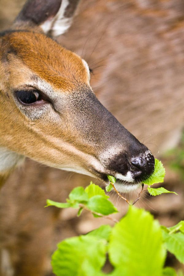 Deer in nature stock photo. Image of wild, muzzle, foliage - 31553020