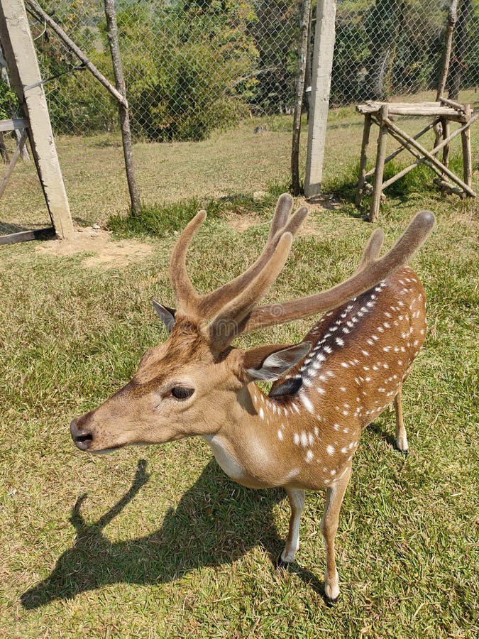 Deer Nature Green Animals Mountain Wildlife Stock Image - Image of ...