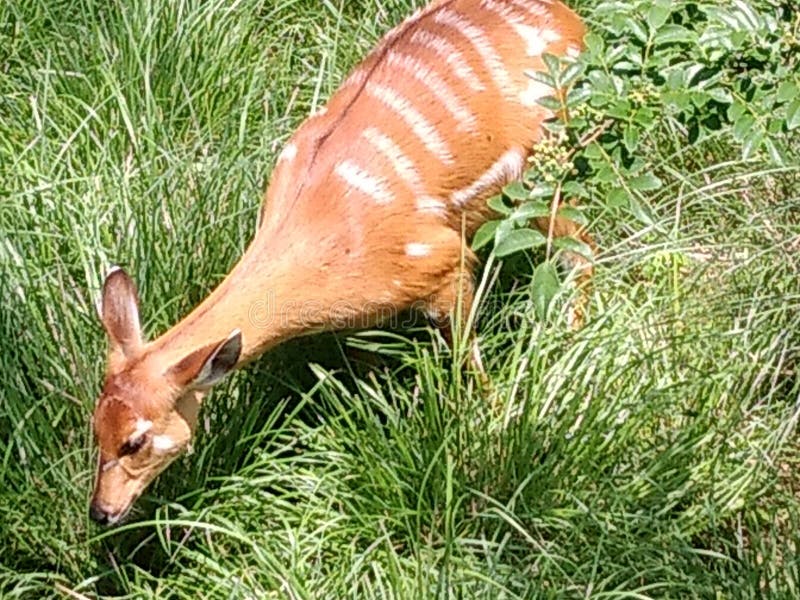 Deer nature wild zoo fun stock image. Image of wild - 165393363