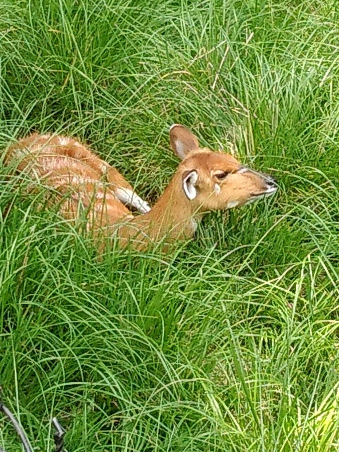 Deer nature wild zoo fun stock photo. Image of deer - 165393388