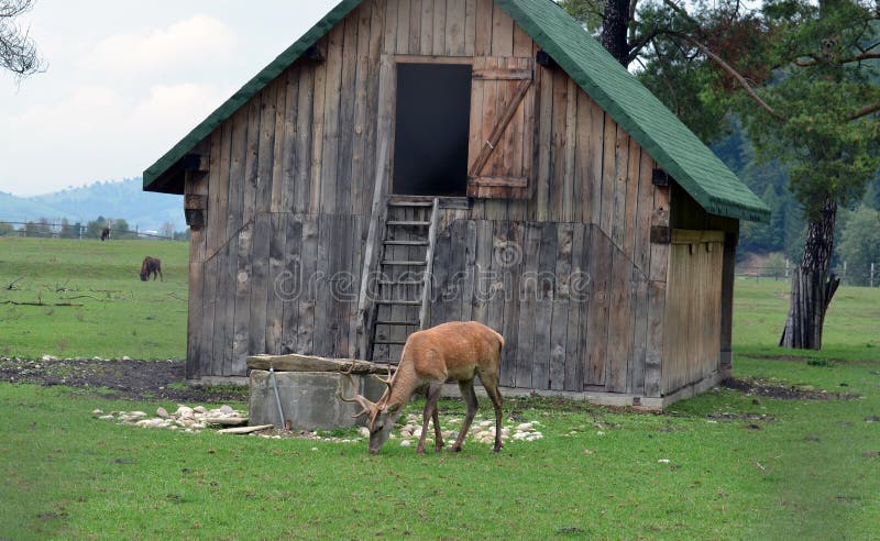Deer near a barn stock photo. Image of reservation, outdoor - 33669488
