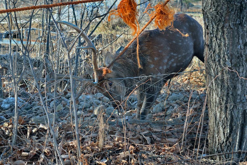 Deer in net 4 stock image. Image of flower, barrier, survival - 49334379