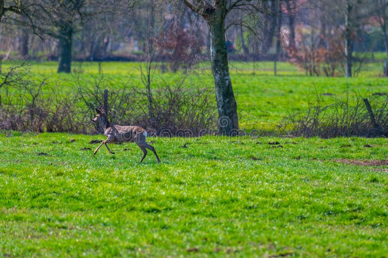 A Deer in Northern Germany Walked Across a Field with Great Strides ...