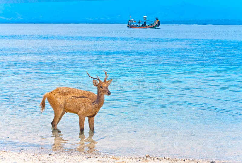 Deer in ocean stock photo. Image of wild, wildlife, outdoor - 18133316