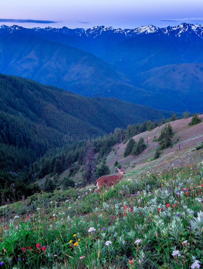 Deer and Olympic Mountains, Washington State Stock Photo - Image of ...