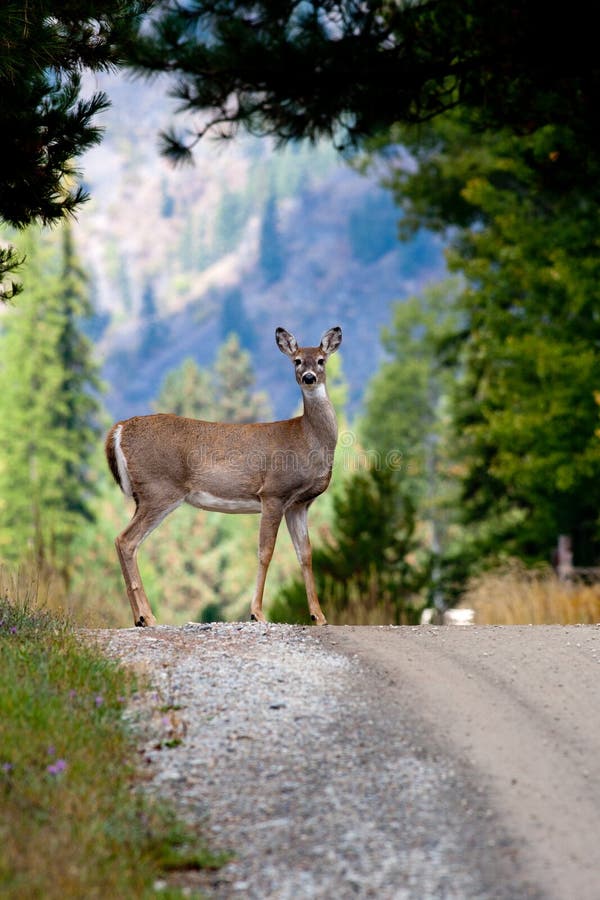 Deer with one antler. stock photo. Image of nature, whitetail - 21540150