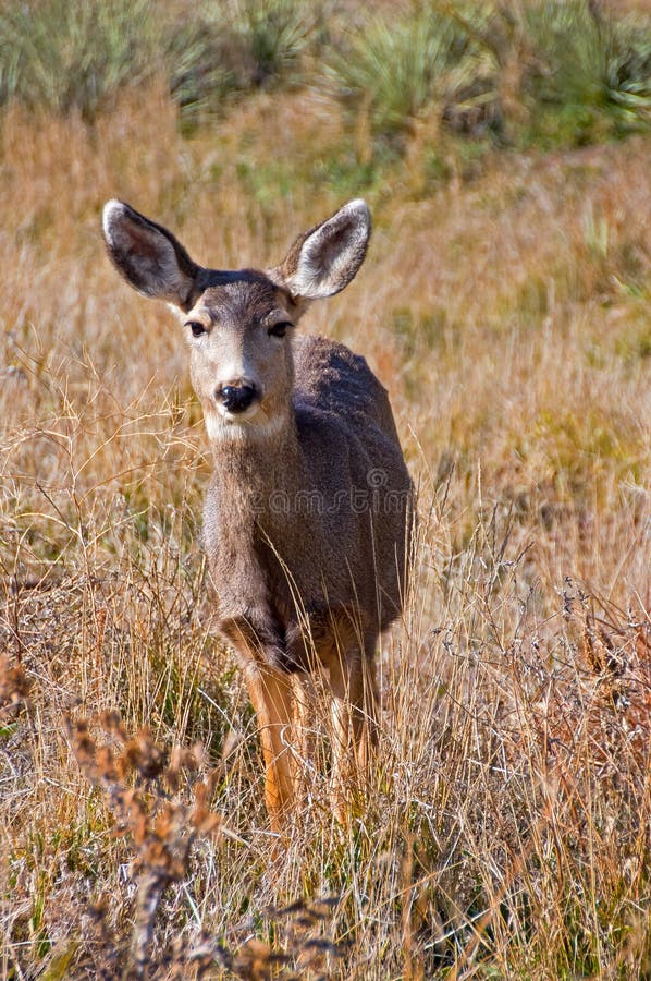 Deer One stock photo. Image of head, farm, states, horns - 36394524