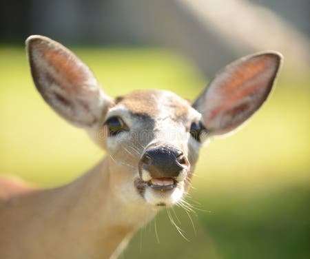 Deer with Open Mouth and Large Teeth Stock Photo - Image of nature ...