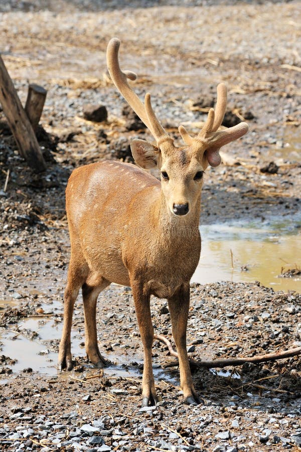 Deer stock photo. Image of herbivore, buck, fallow, animal - 33618136