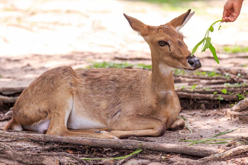 Deer in the open zoo stock photo. Image of animal, park - 62574502