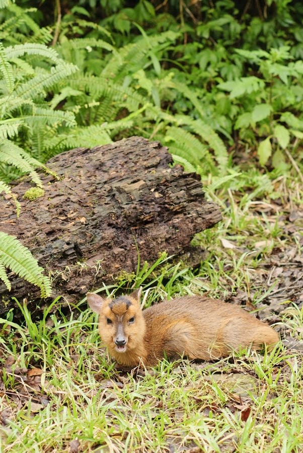 Deer in outdoor. stock photo. Image of activity, daytime - 23974550