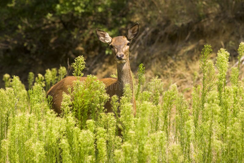 Deer outdoors stock photo. Image of copy, hunting, earth - 21263672