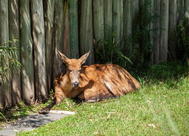 Deer outdoors in the park stock photo. Image of outdoor - 189350052