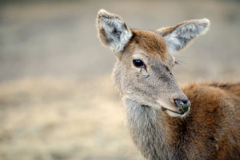 Deer Outside during the Day Stock Image - Image of nature, fauna: 73534781