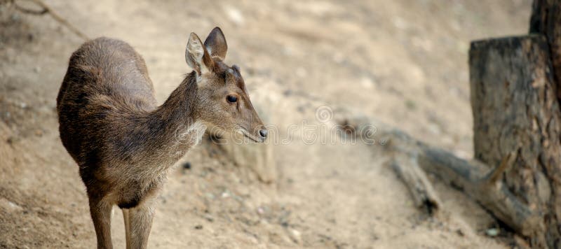 Deer Outside during the Day Stock Photo - Image of antelope, nature ...