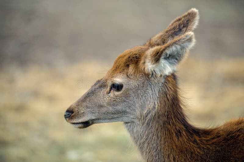 Deer Outside during the Day Stock Image - Image of female, nature: 73630417