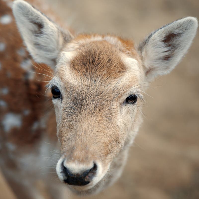 Deer Outside during the Day Stock Image - Image of reindeer, mammal ...