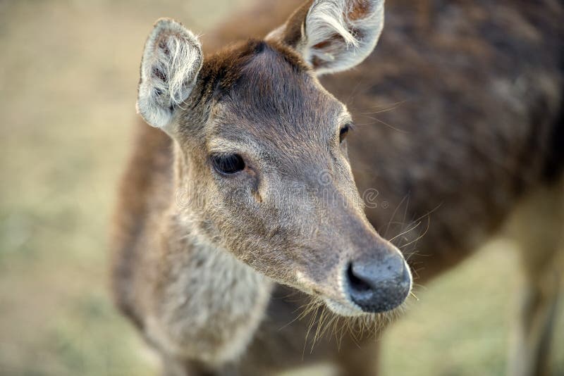 Deer Outside during the Day Stock Photo - Image of queensland, wildlife ...