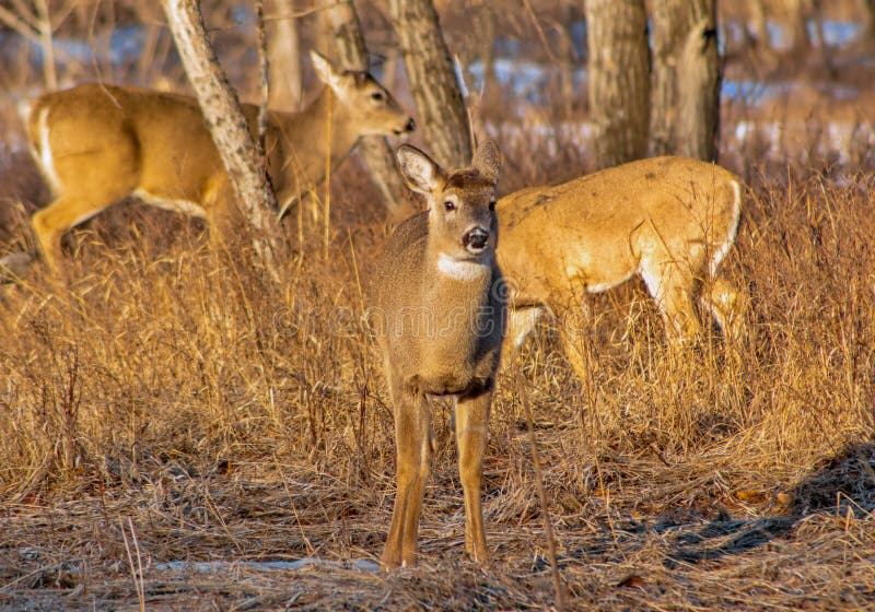 Deer Outside in a Park stock photo. Image of animal - 177354486