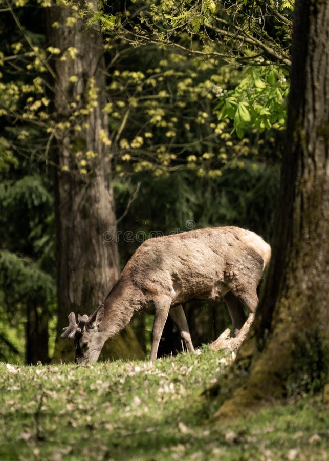 Deer Peacefully Feeding in a Forest Near a Tree Stock Photo - Image of ...