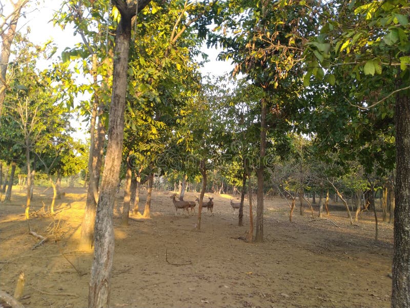 Deer in the Deer Park stock photo. Image of leaf, branch - 204011646