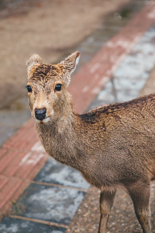 Deer at the park in Japan stock photo. Image of grass - 176200122