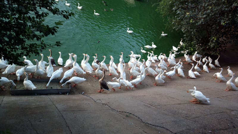 Swans stock photo. Image of swan, india, park, feed - 121706966