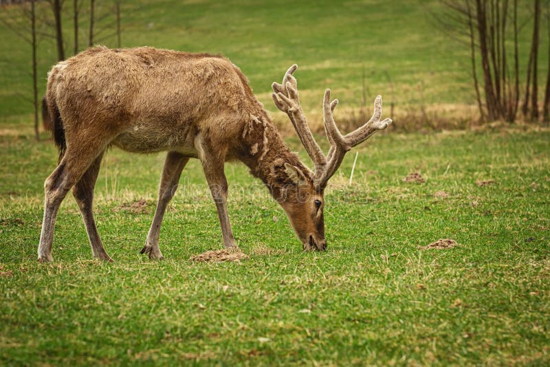 Deer on the pasture stock photo. Image of people, ground - 224354124
