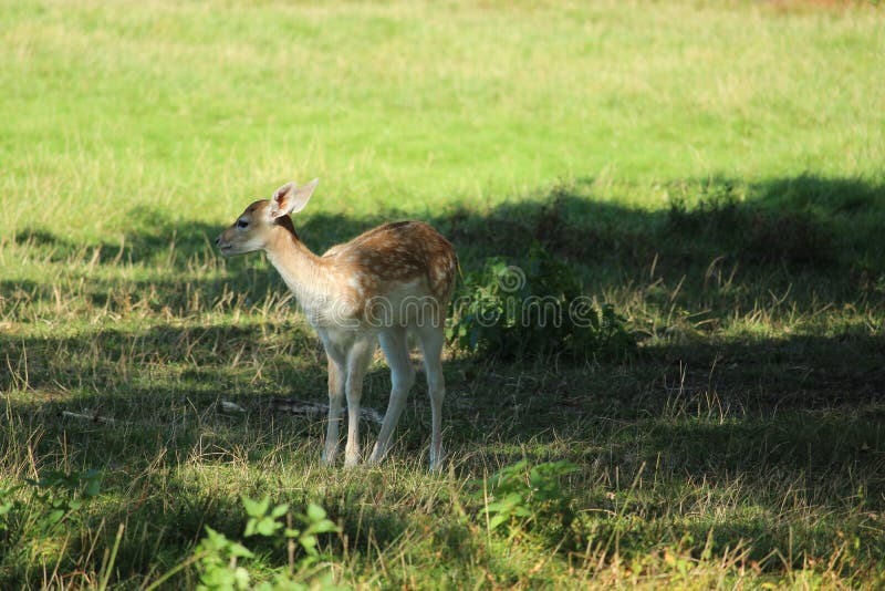 Deer in a Pasture stock image. Image of horns, nature - 126531943