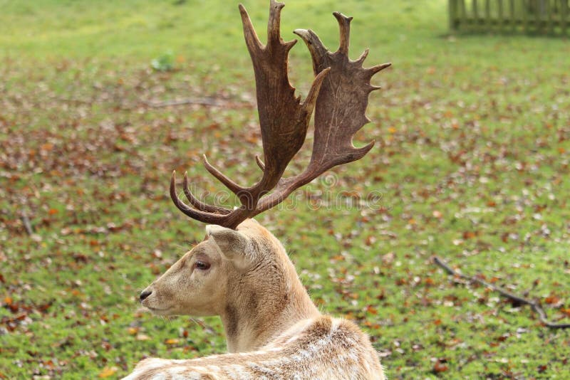 Deer in a Pasture stock photo. Image of antlers, nature - 131582806