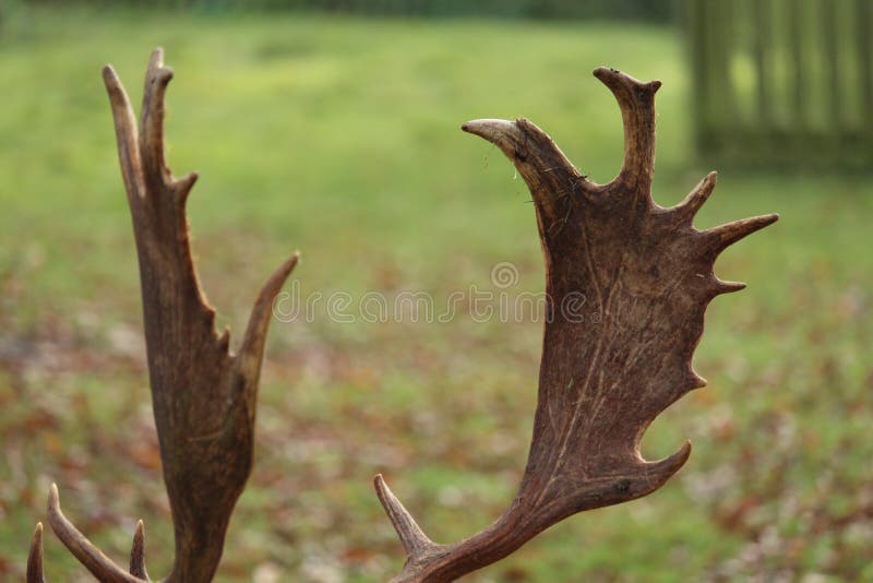 Deer in a Pasture stock image. Image of nature, wildlife - 131582863