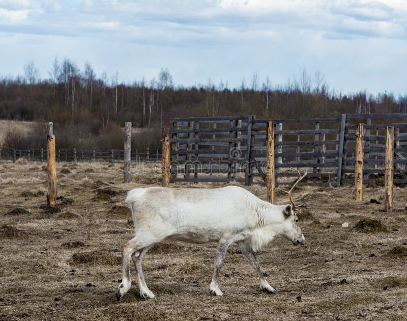 Deer in the Pasture, Eating the Lichen. Stock Photo - Image of ...