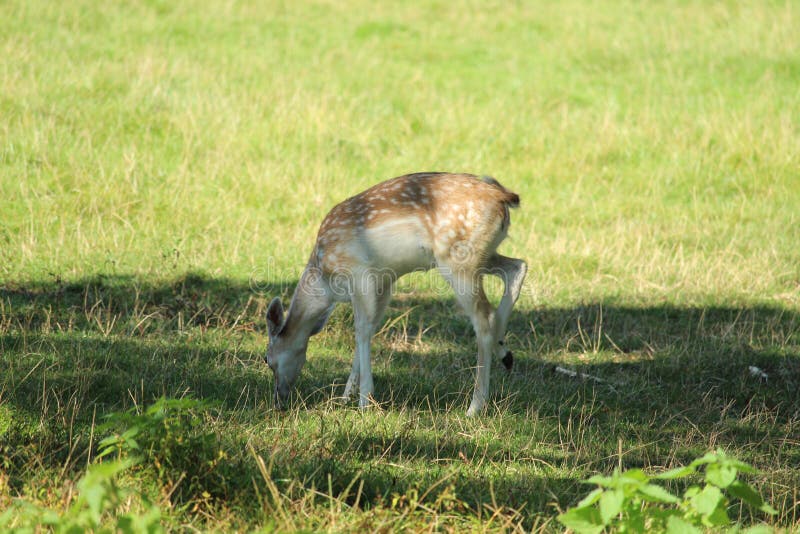 Deer in a Pasture stock image. Image of mammal, green - 126531903