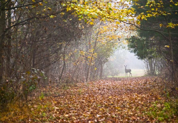 Deer Path stock photo. Image of animal, deer, autumn - 22404704