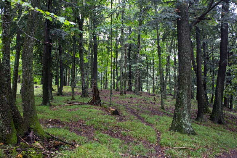 Deer Path through a Forest stock image. Image of wisconsin - 78894173