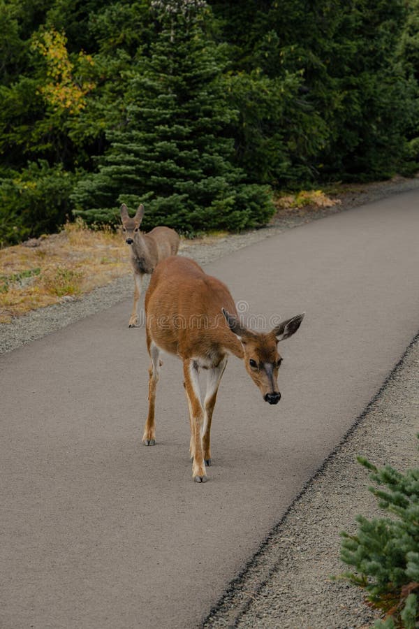 Deer on Path in Olympic National Park at Hurricane Ridge Stock Image ...