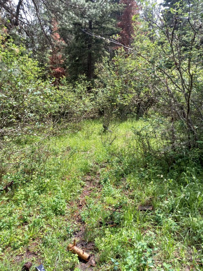 A Deer Path through the Underbrush Stock Photo - Image of underbrush ...