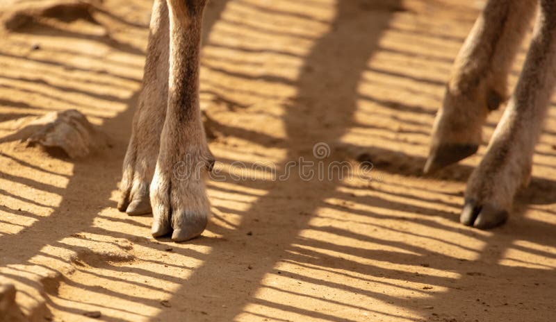 Deer Paws on the Ground in the Park Stock Image - Image of paws, nature ...