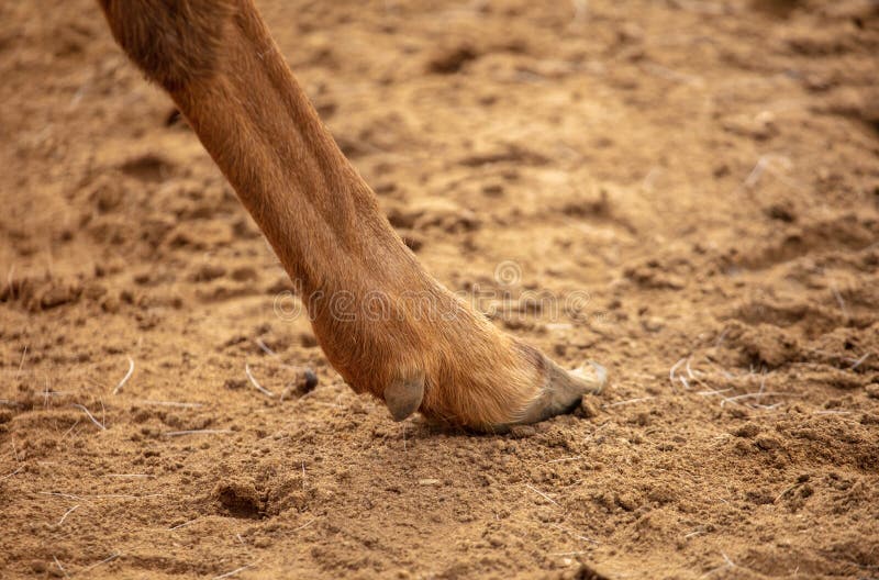Deer Paws on the Ground in the Park Stock Image - Image of claws ...