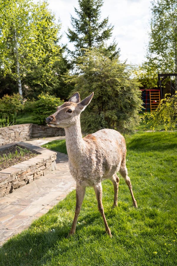 Deer Peacefully Roaming in a Lush Garden Setting Stock Image - Image of ...