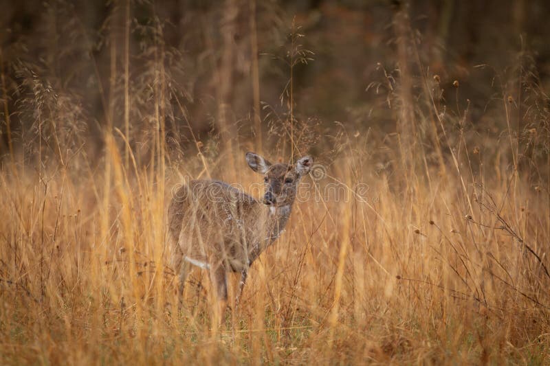 Deer in Tall Grass with Morning Glow Stock Image - Image of grass ...
