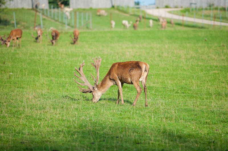 Deer in pen stock image. Image of stag, herd, wild, animal - 29045451