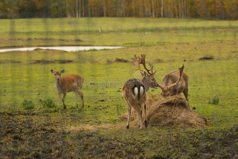Deer in the pen eating hay stock image. Image of feeding - 300385287