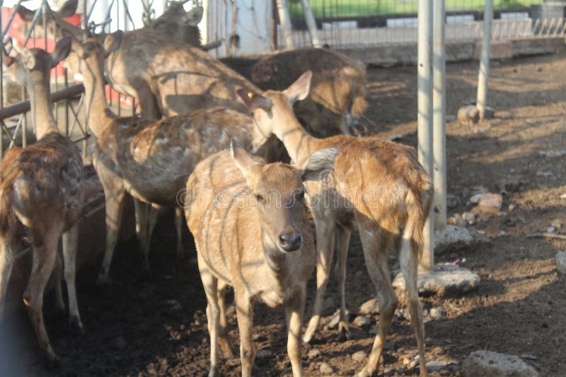 Deer Photograph with Her Other Friend Stock Image - Image of friend ...