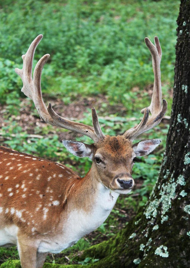 Deer stock photo. Image of forests, nature, environment - 68268334